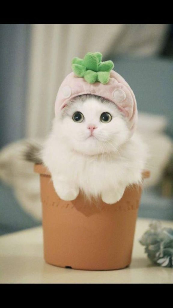 Tổng hợp 200+ Ảnh mèo cute full HD - topanh.com