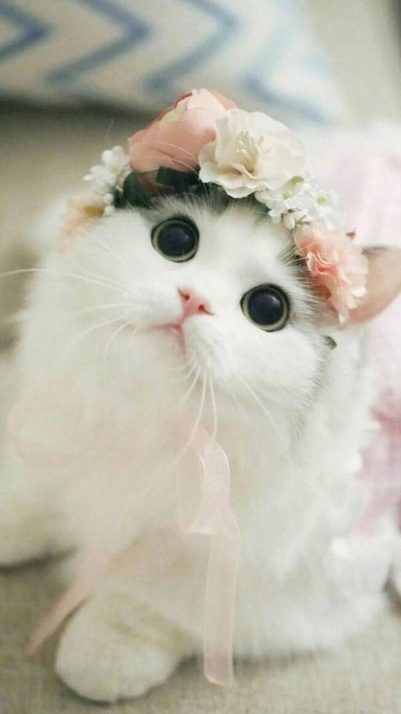 Tổng hợp 200+ Ảnh mèo cute full HD - topanh.com