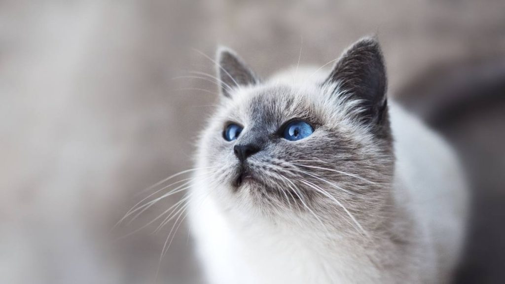 Tổng hợp 200+ Ảnh mèo cute full HD - topanh.com