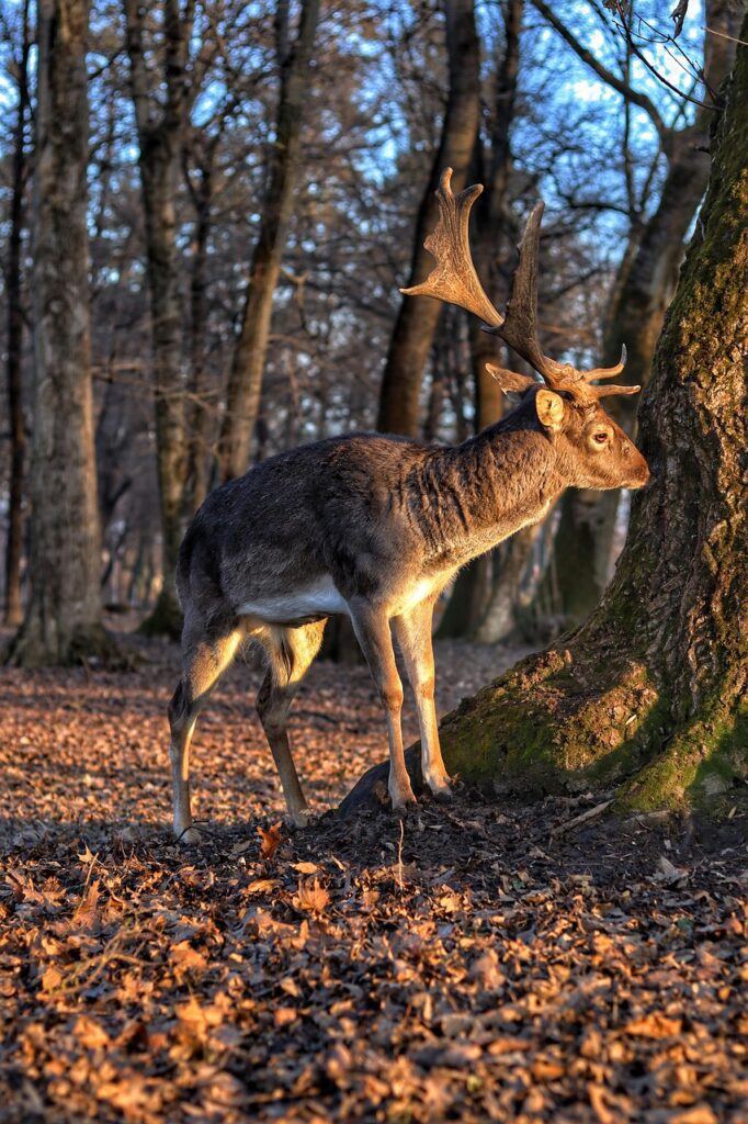 Bộ sưu tập 100+ ảnh con nai vàng ngơ ngác, đáng yêu nhất - topanh.com