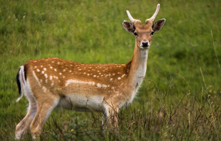 Bộ sưu tập 100+ ảnh con nai vàng ngơ ngác, đáng yêu nhất - topanh.com