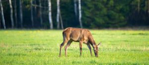 Bộ sưu tập 100+ ảnh con nai vàng ngơ ngác, đáng yêu nhất - topanh.com