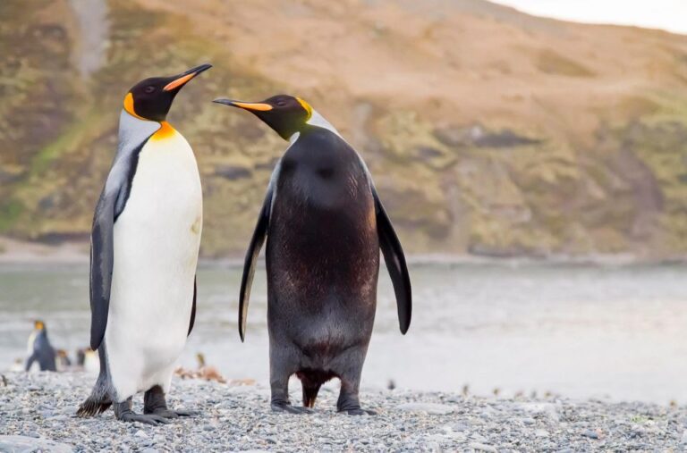 Bộ sưu tập 499+ hình ảnh con chim cánh cụt đáng yêu, chất lượng full HD ...