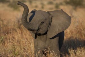 TOP 60+ hình ảnh con voi mạnh mẽ, đáng yêu nhất 2025 - topanh.com