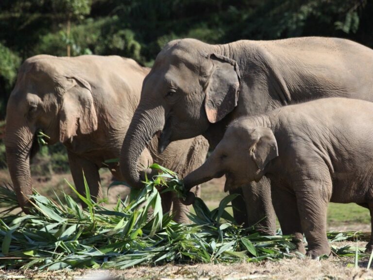 TOP 60+ hình ảnh con voi mạnh mẽ, đáng yêu nhất 2025 - topanh.com